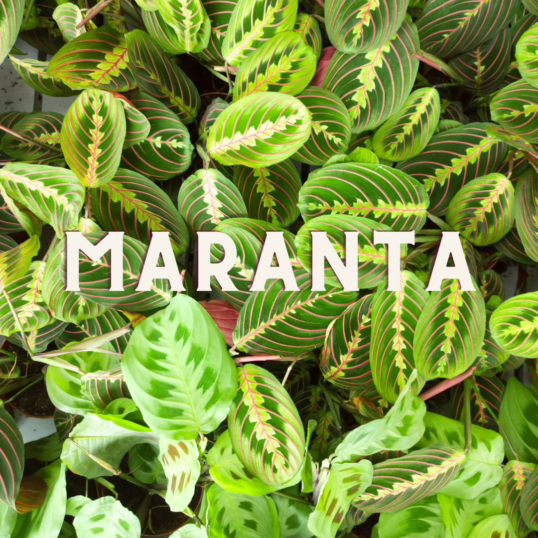 Marantaceae: "Prayer Plants", Calathea, Maranta, Stromanthe & Ctenanth ...