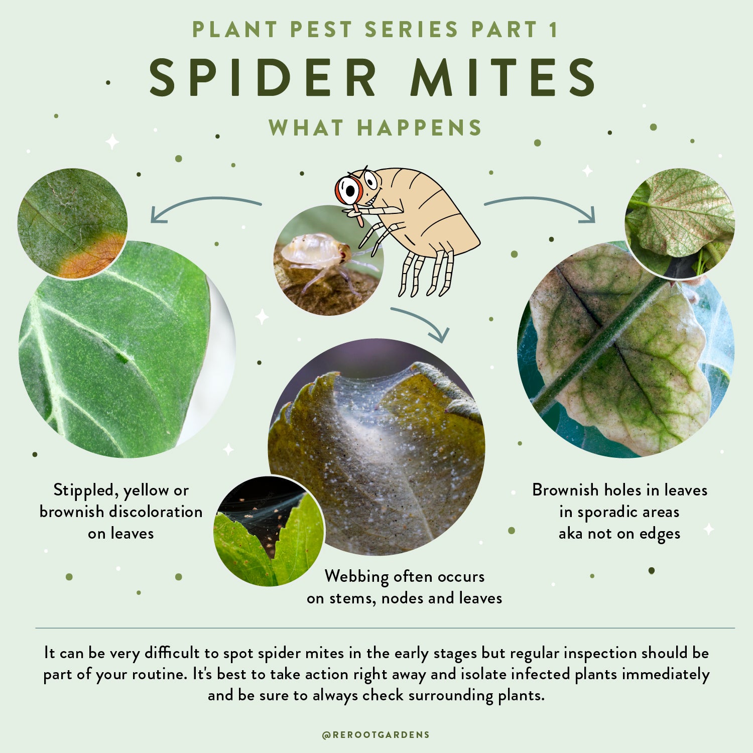 Plant Pests: SPIDER MITES – rerootgardens