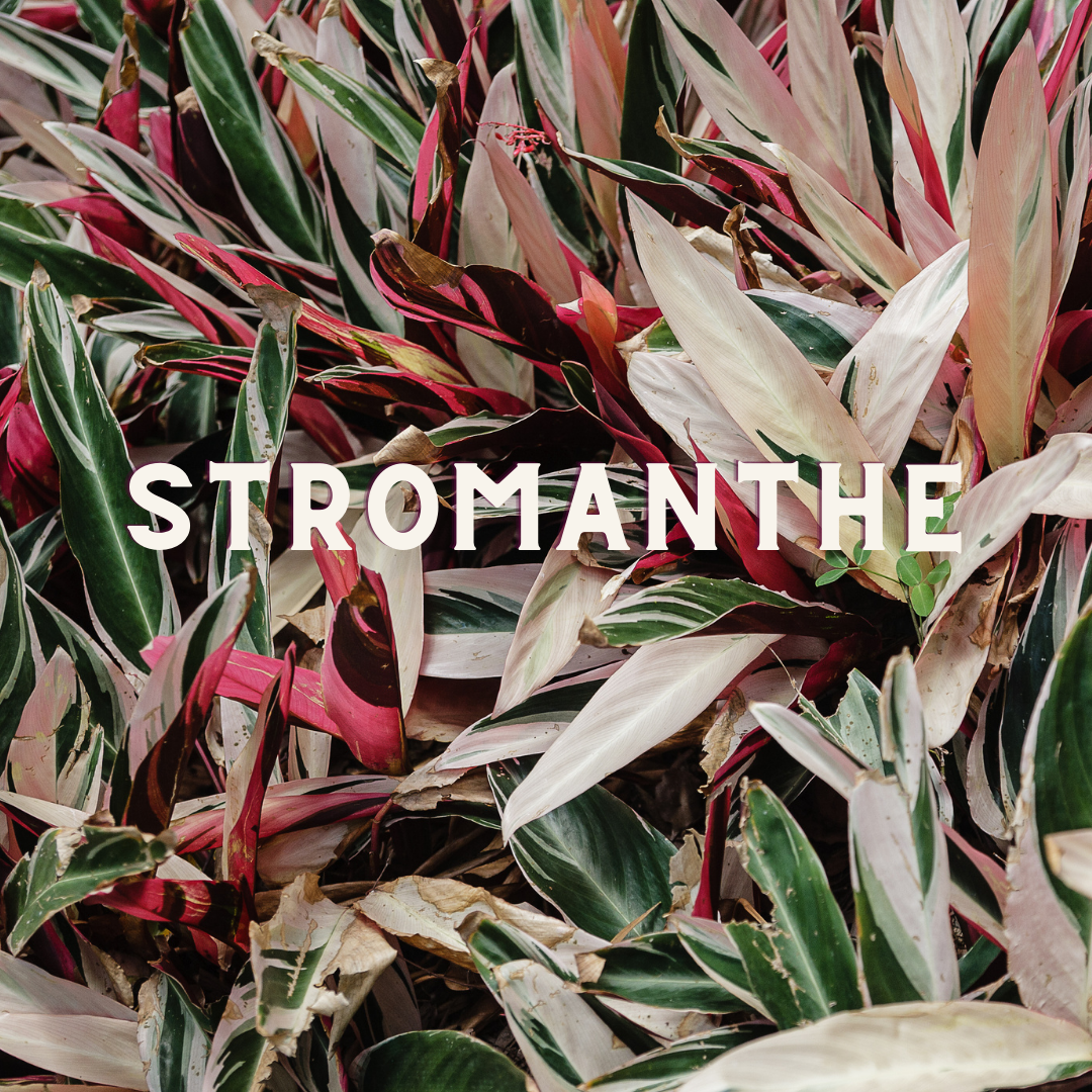 Marantaceae: "Prayer Plants", Calathea, Maranta, Stromanthe & Ctenanth ...