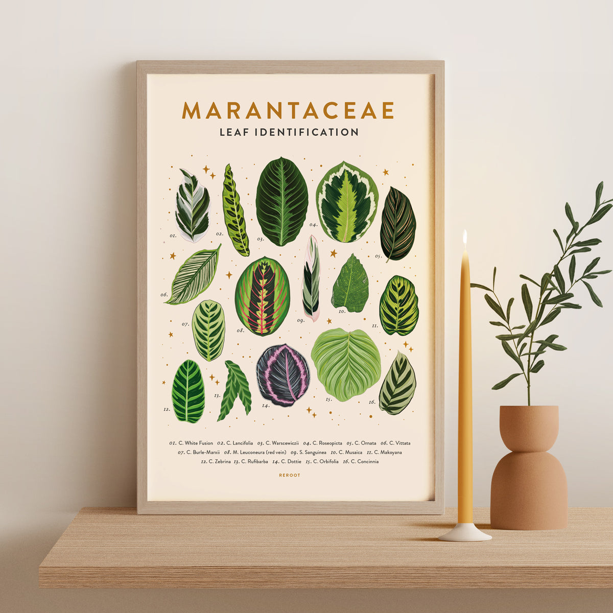 Marantaceae Poster – rerootgardens